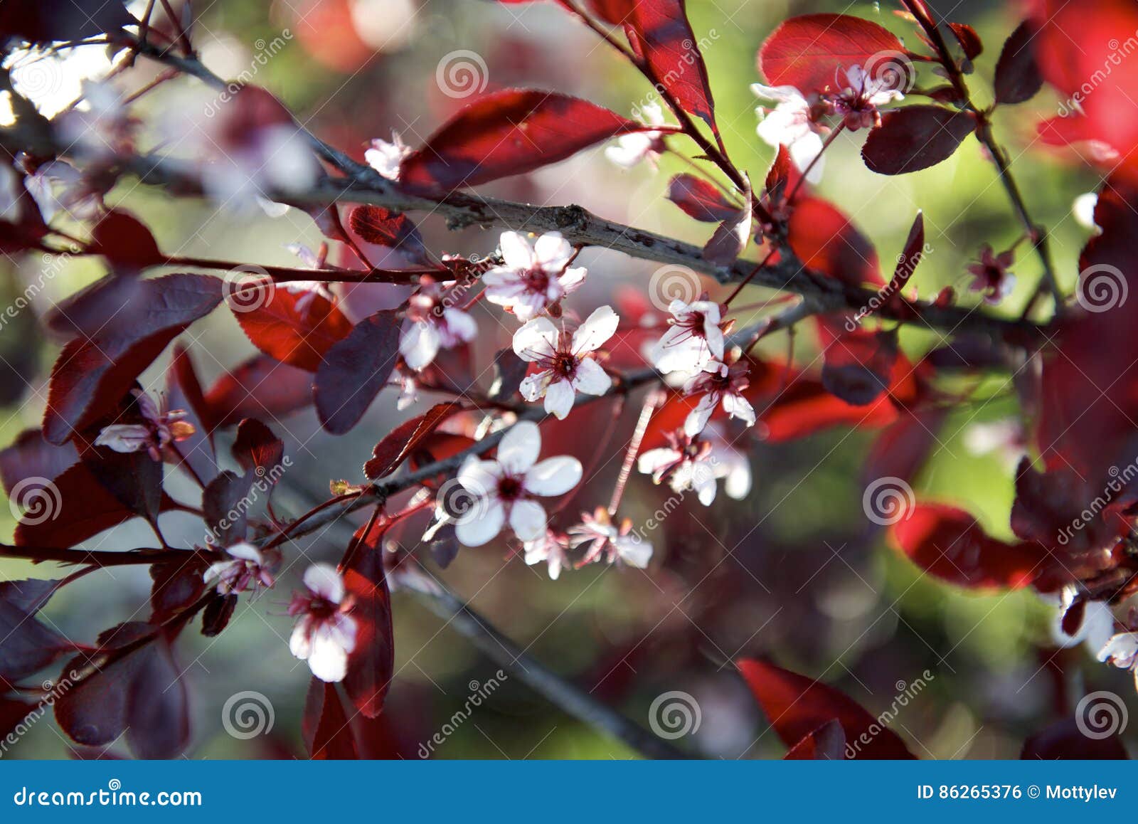 Red Cherry Tree with Spring Colour Stock Photo - Image of colour ...