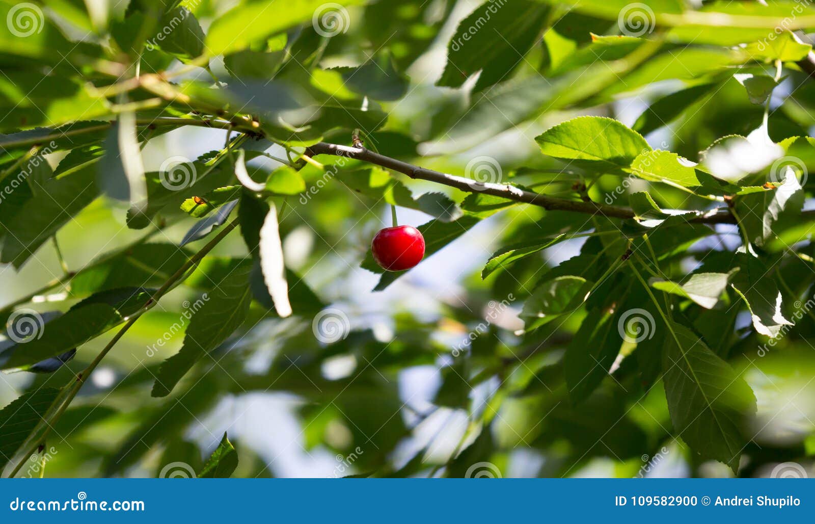 Red Cherry on a Tree in Summer Stock Photo - Image of berry, plant ...