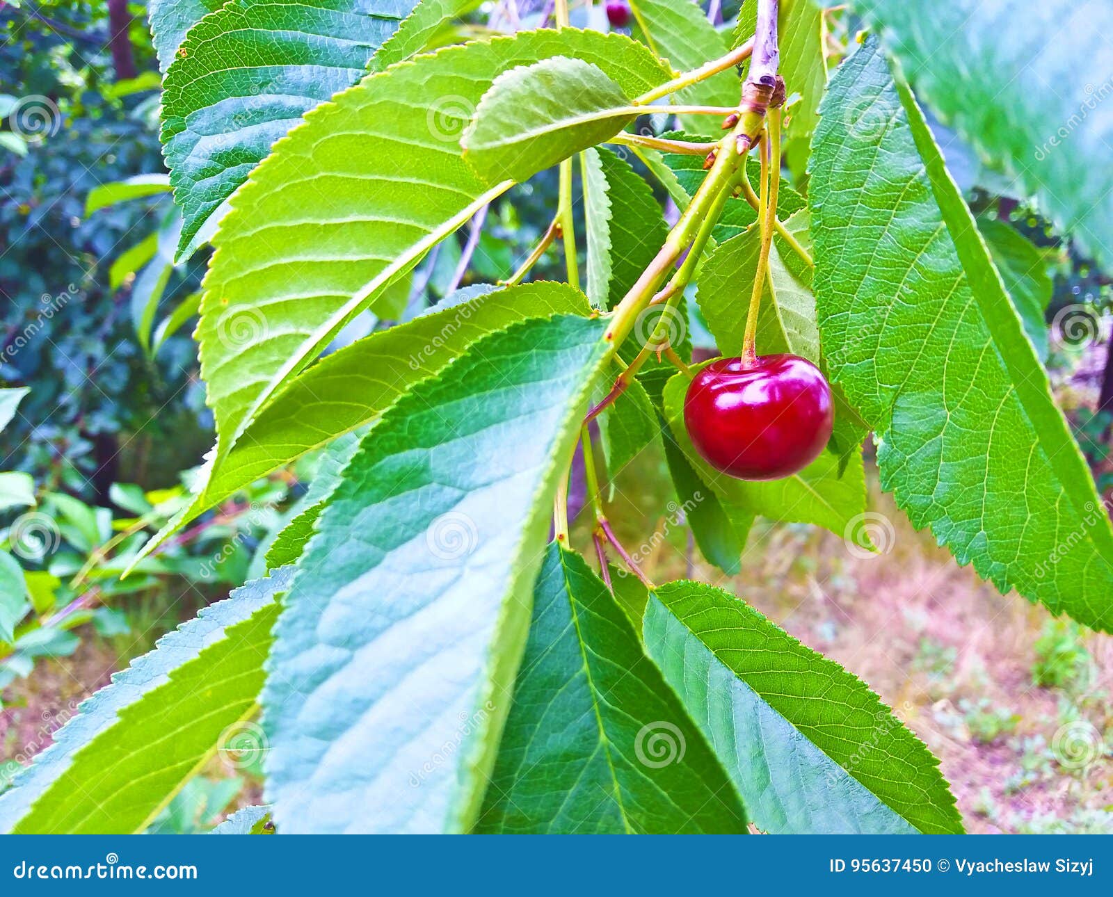 Red cherry tree stock photo. Image of nature, flower - 95637450