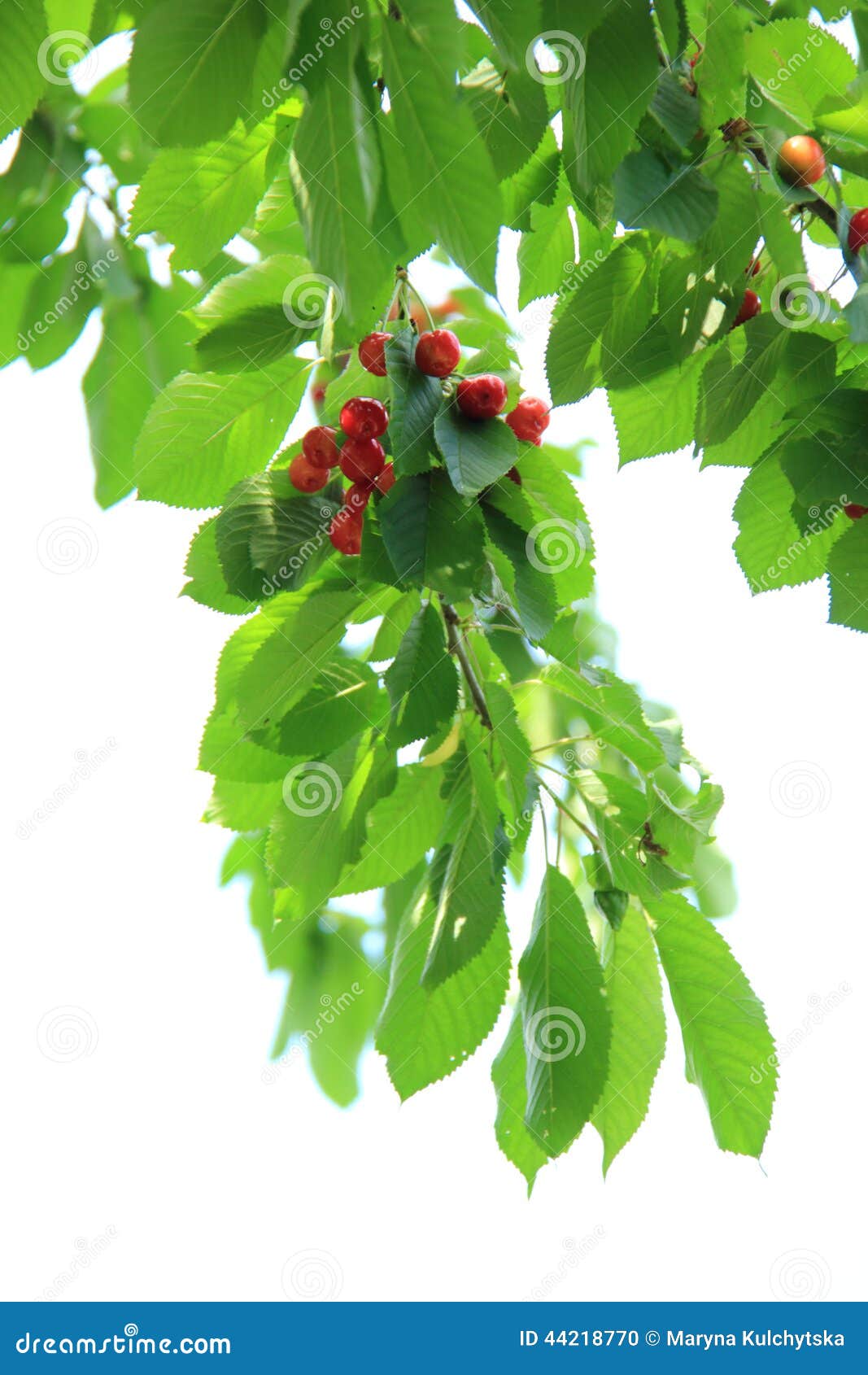 Red cherry stock photo. Image of grow, berry, spring - 44218770