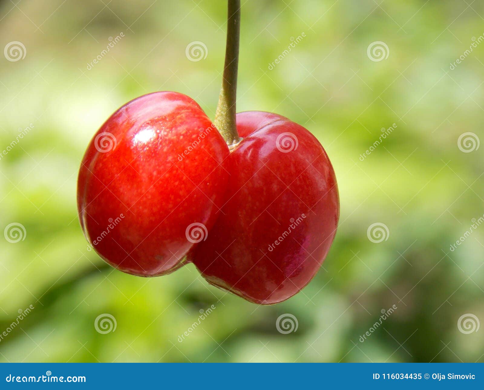 Red cherry, unusual shape stock image. Image of shape - 116034435