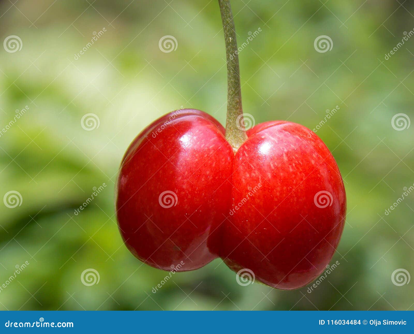 Red cherry, unusual shape stock photo. Image of unusual - 116034484