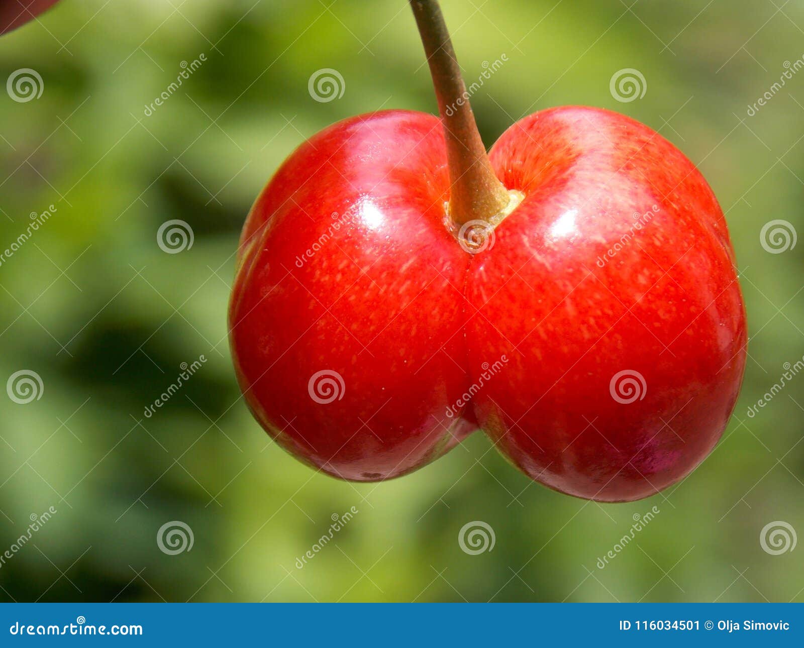 Red cherry, unusual shape stock image. Image of plant - 116034501