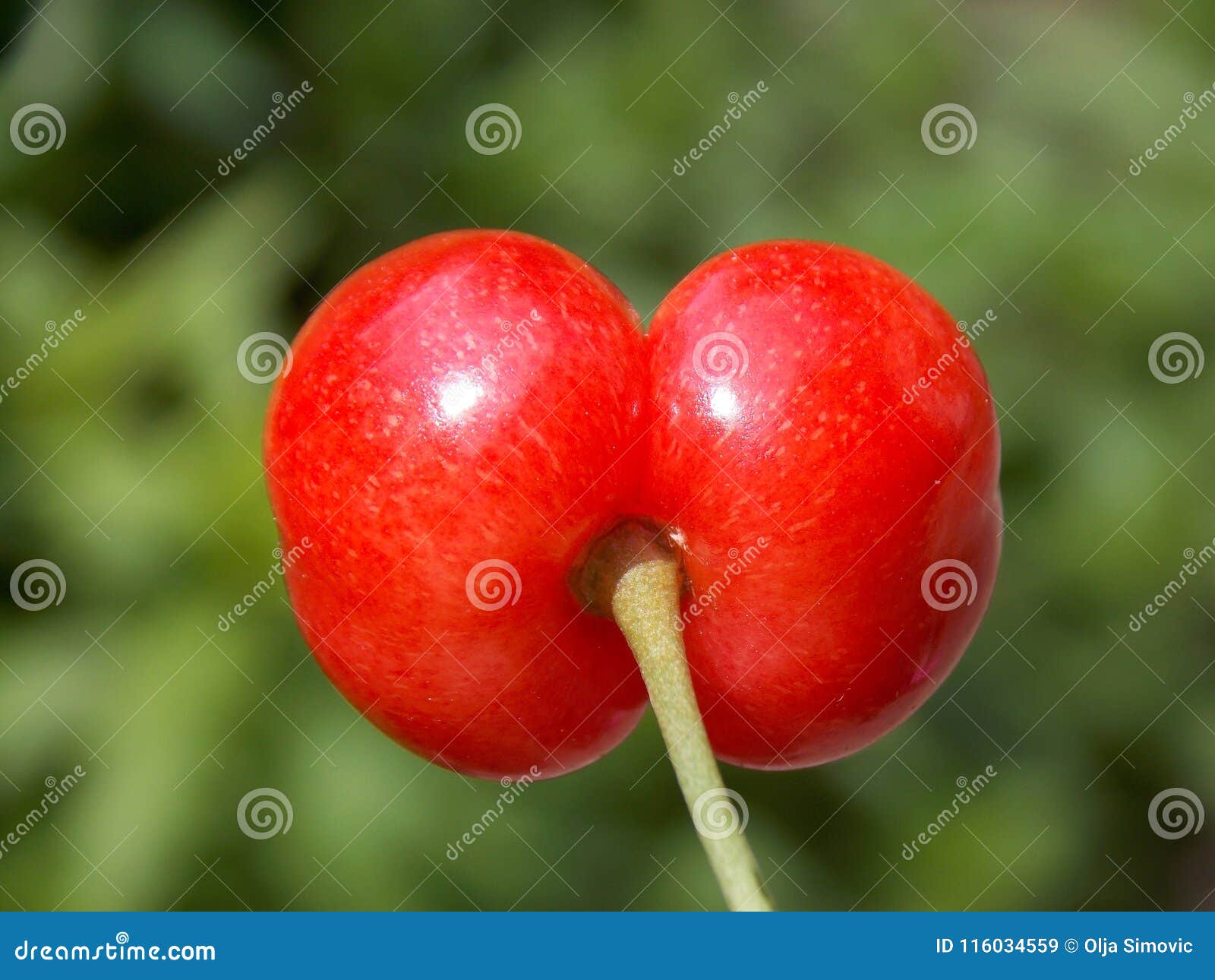 Red cherry, unusual shape stock image. Image of cherry - 116034559