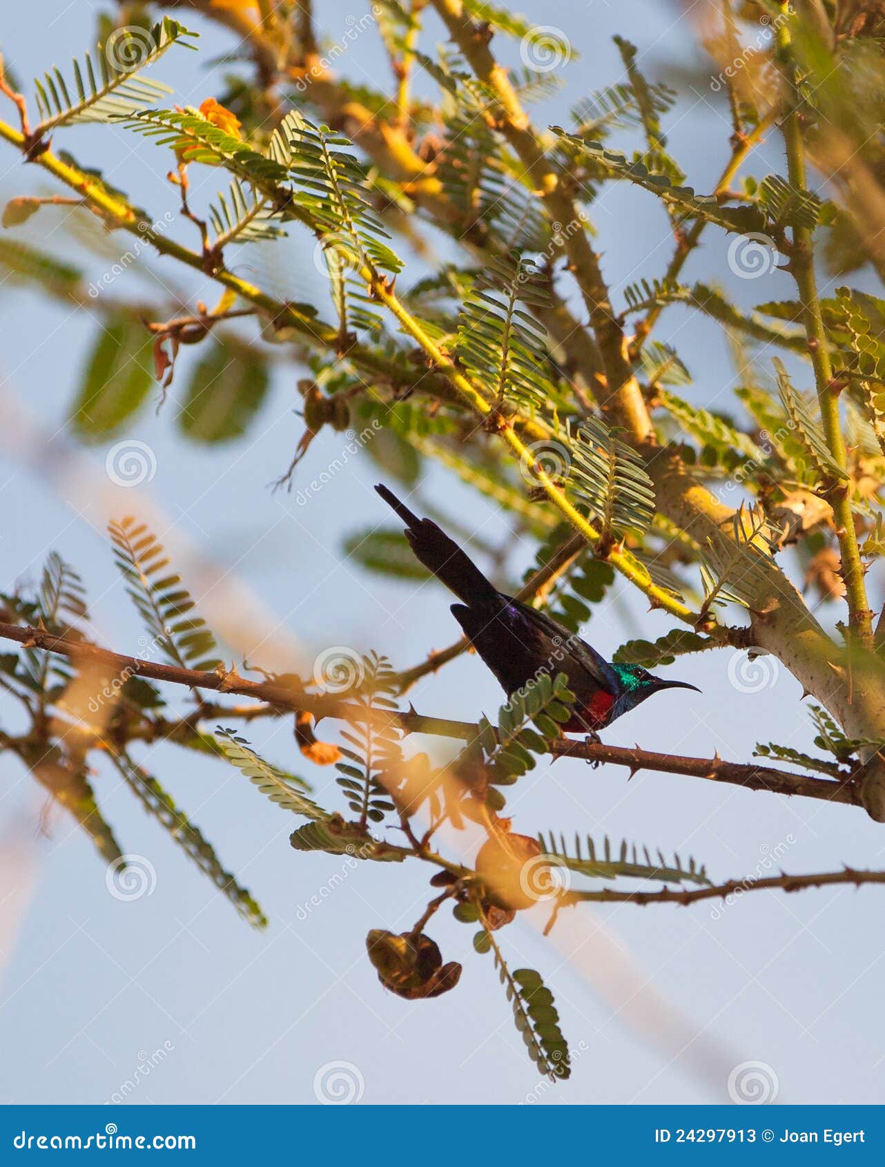 A Red-chested Sunbird Perched On An Acacia Tree Royalty-Free Stock ...