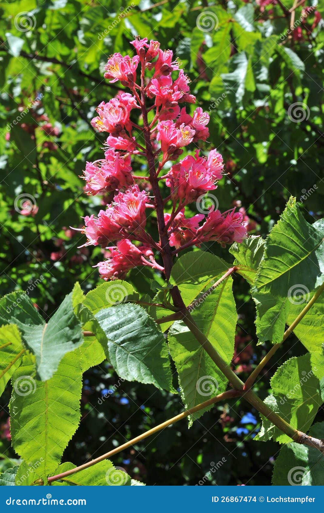Red chestnut stock photo. Image of bloom, carnea, plnat - 26867474