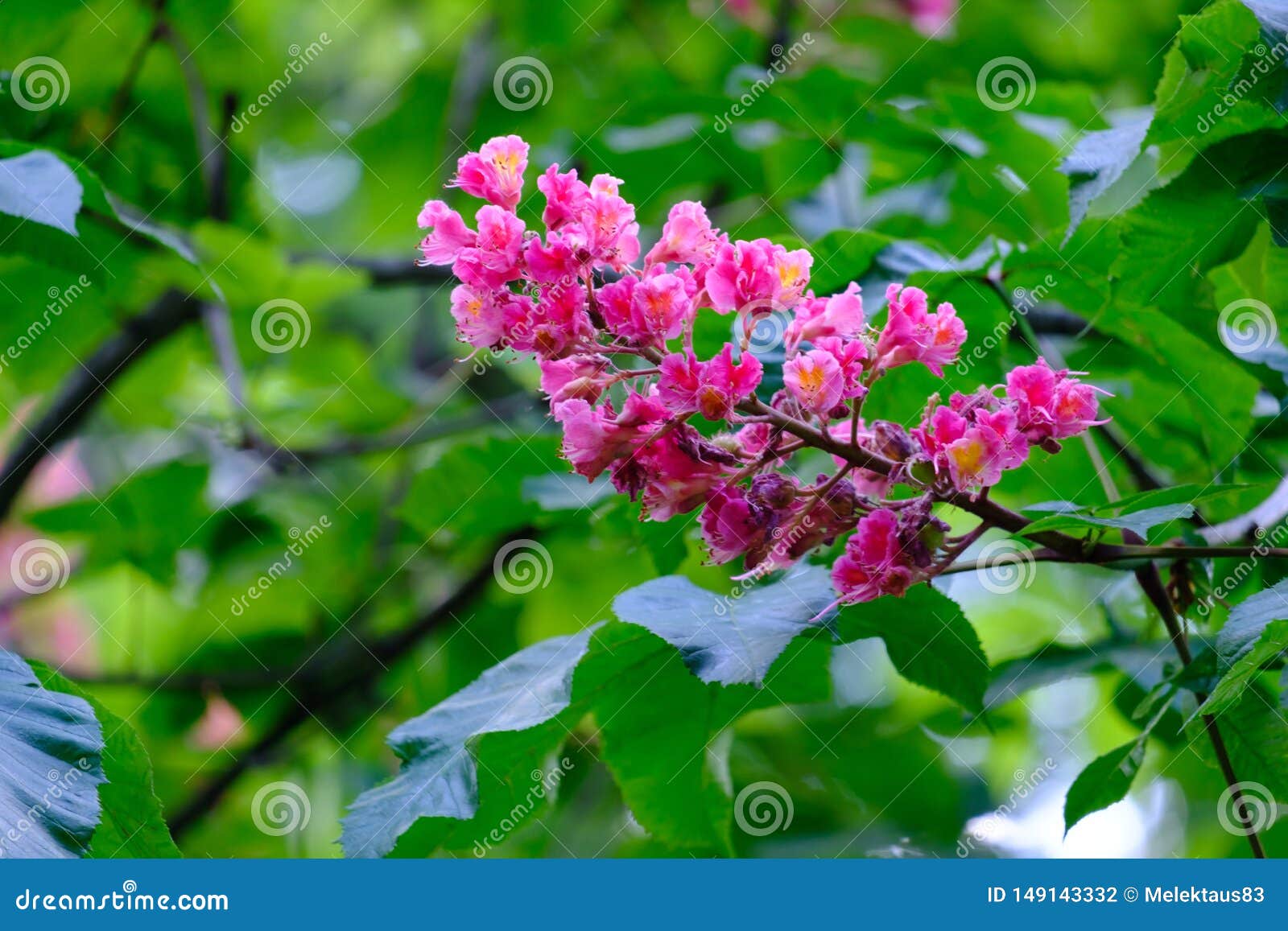 Red Chestnut Flowers on a Branch Stock Photo - Image of branch ...
