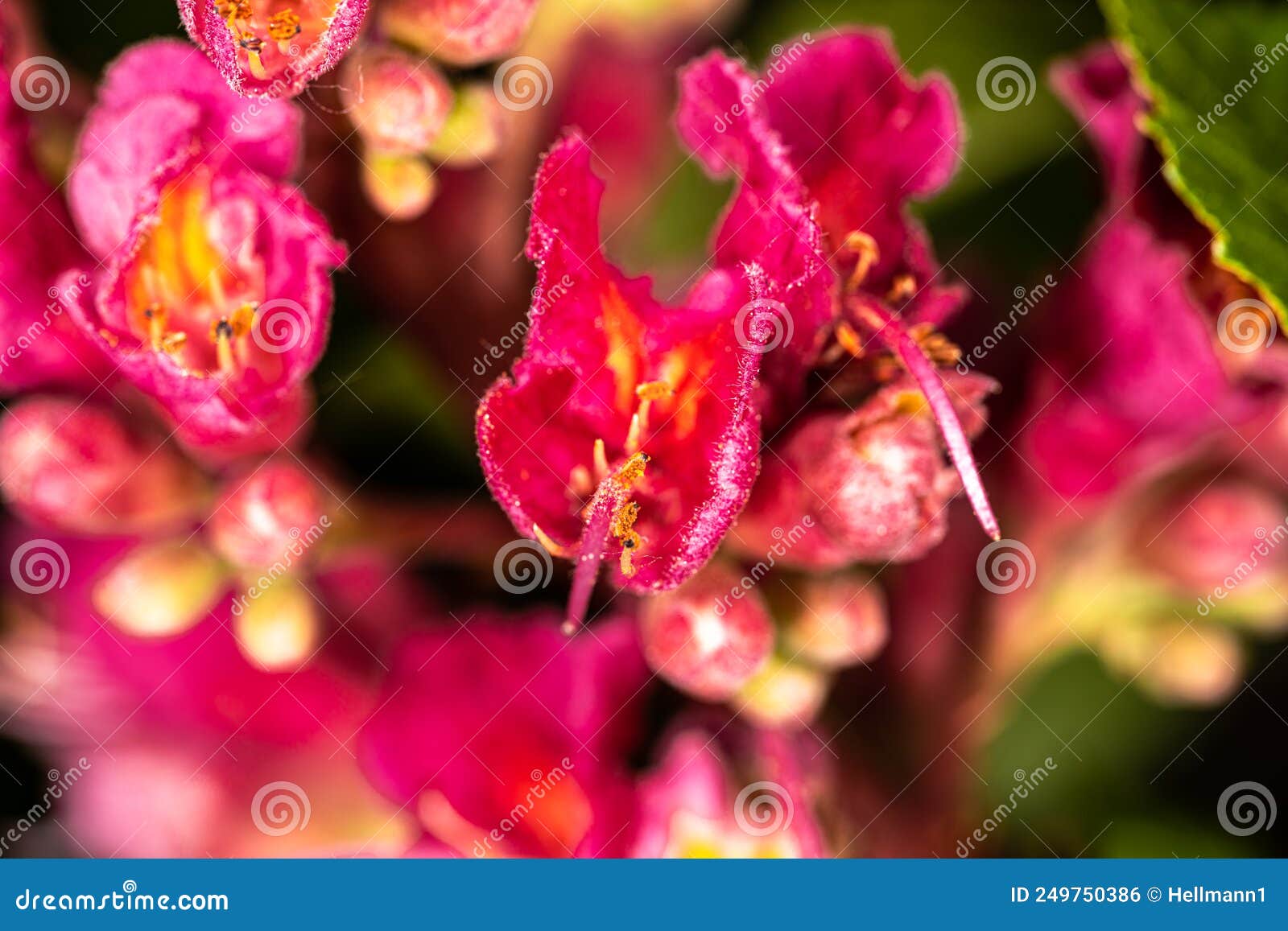 Red Chestnut Flowers in Spring Stock Photo - Image of nature, spring ...