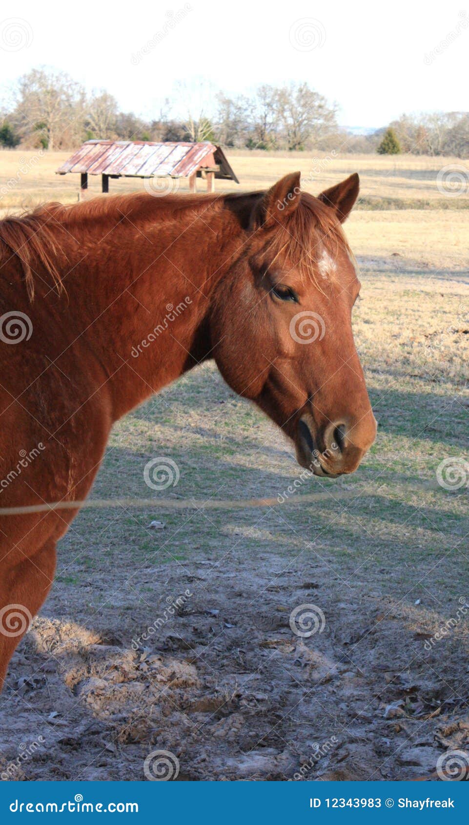 Red Chestnut Gelding Quarter Horse Stock Image - Image of winter ...