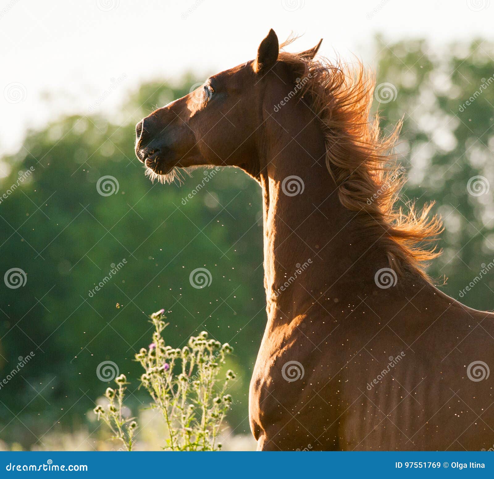Red Chestnut Horse Portrait with Backlight on Sunrise Stock Image ...