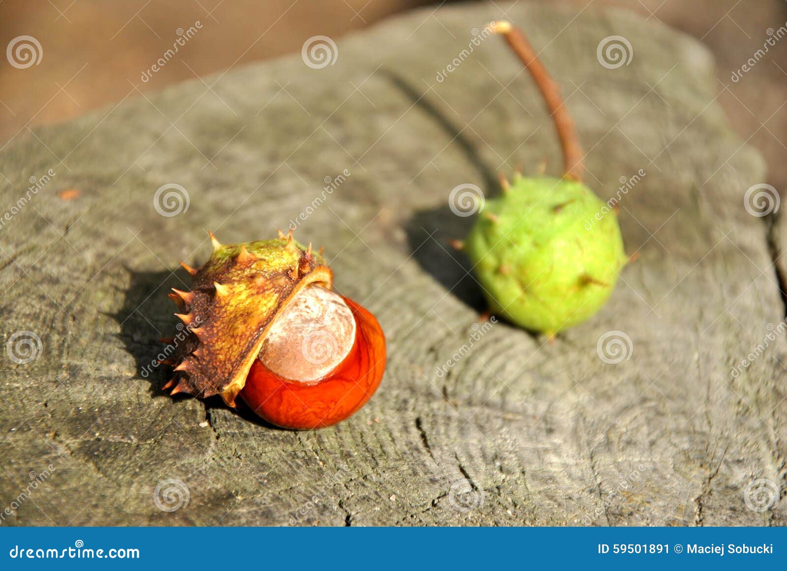 Red Chestnut stock image. Image of forrest, tree, green - 59501891