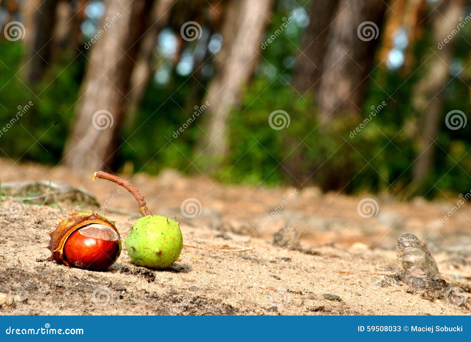 Red Chestnut stock image. Image of nature, chell, sunny - 59508033