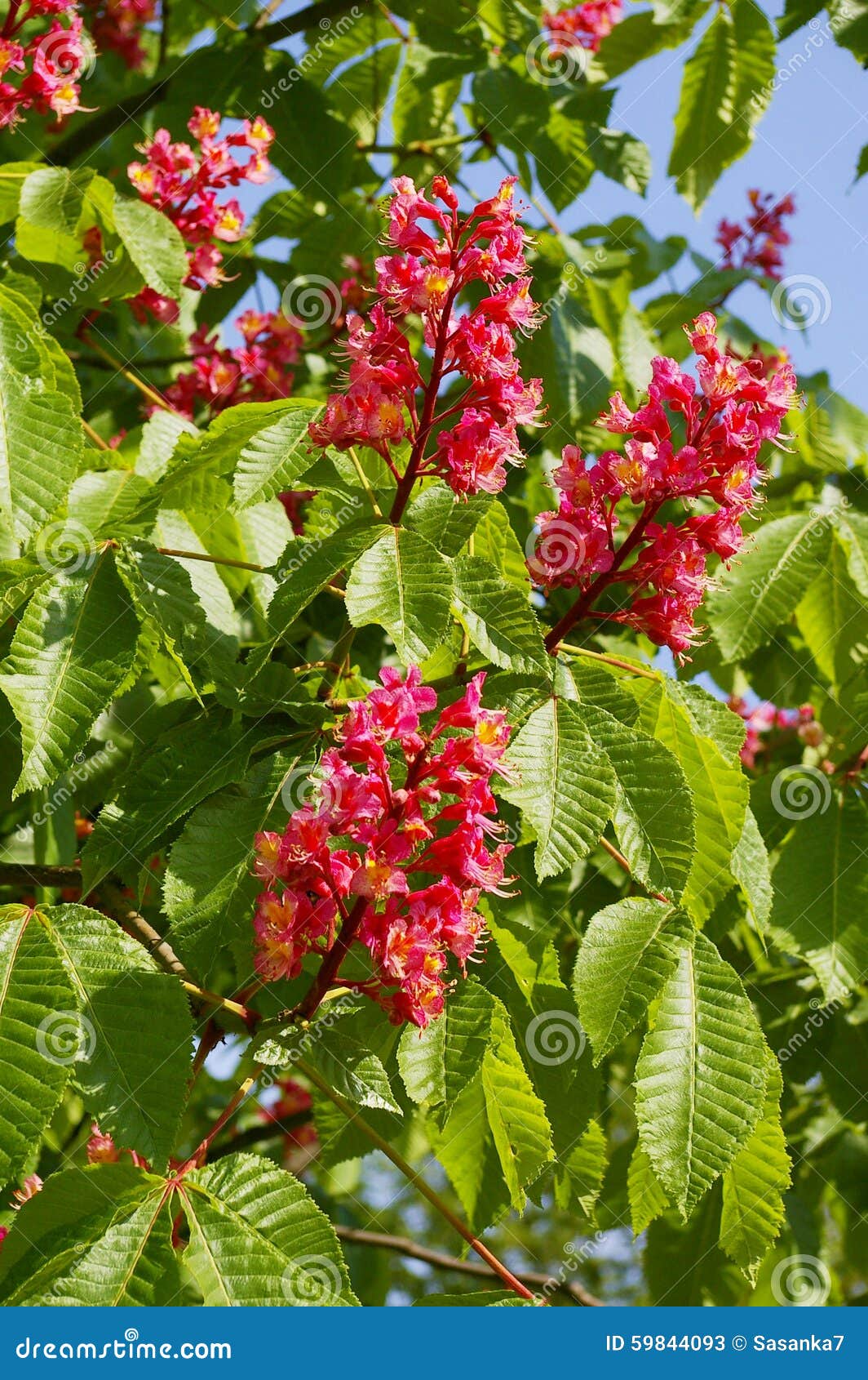 Red Chestnut stock image. Image of season, spring, rays - 59844093