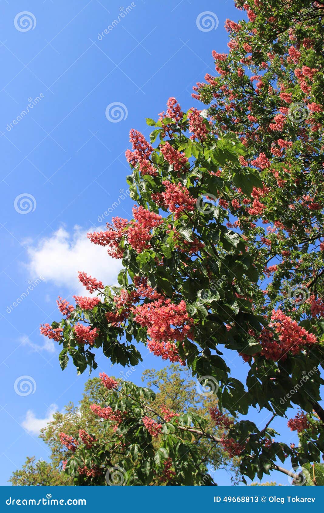 Red chestnut tree stock image. Image of summer, blooming - 49668813
