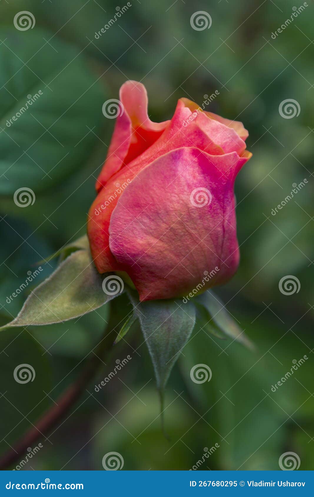 Red Chic Blooming Bud of a Beautiful Rose Flower Stock Image - Image of ...