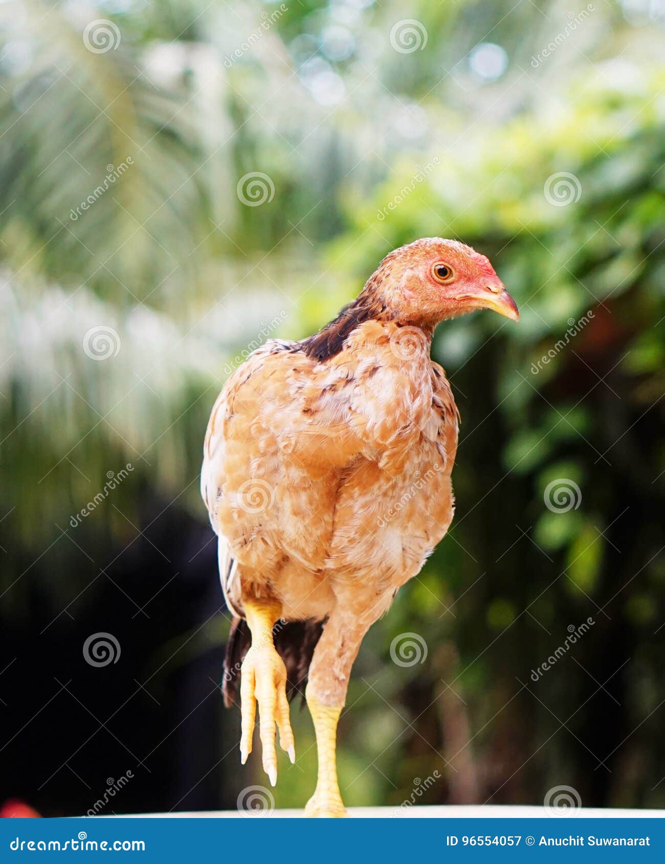 Red chick stock image. Image of beak, garden, chick, care - 96554057