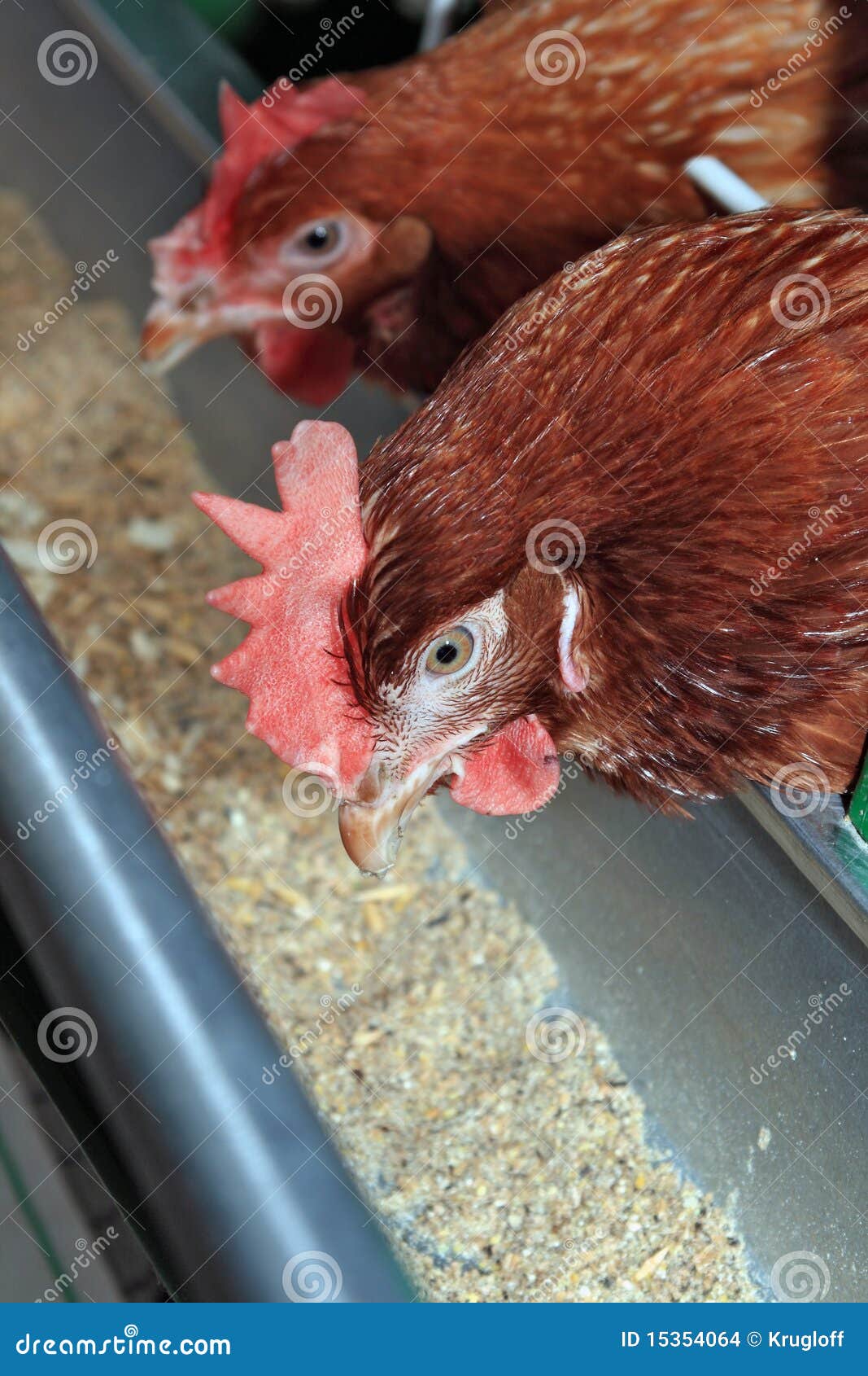 Red Chicken stock photo. Image of business, rooster, cultivation - 15354064