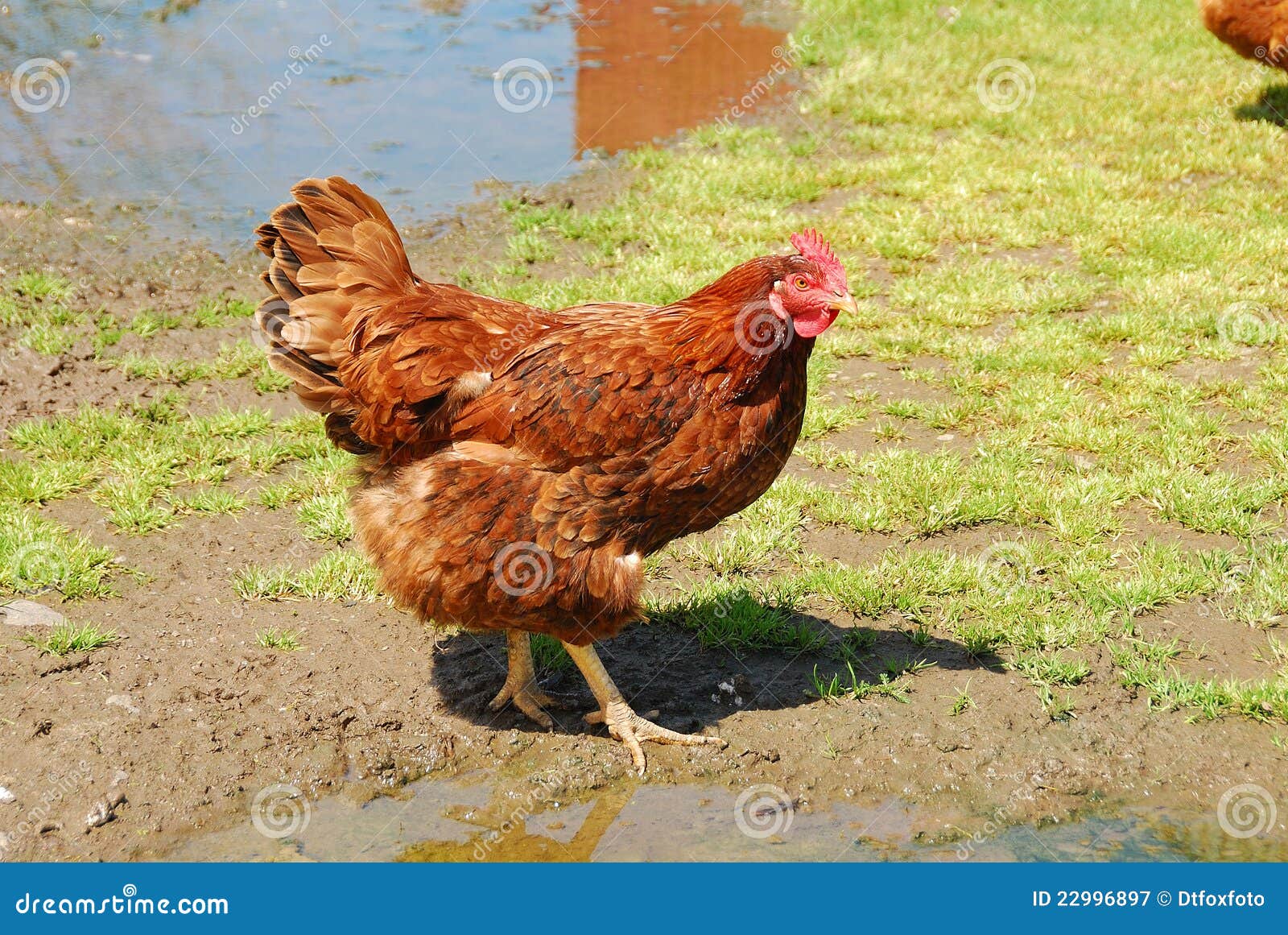 Red Chicken stock image. Image of chicken, female, agriculture - 22996897