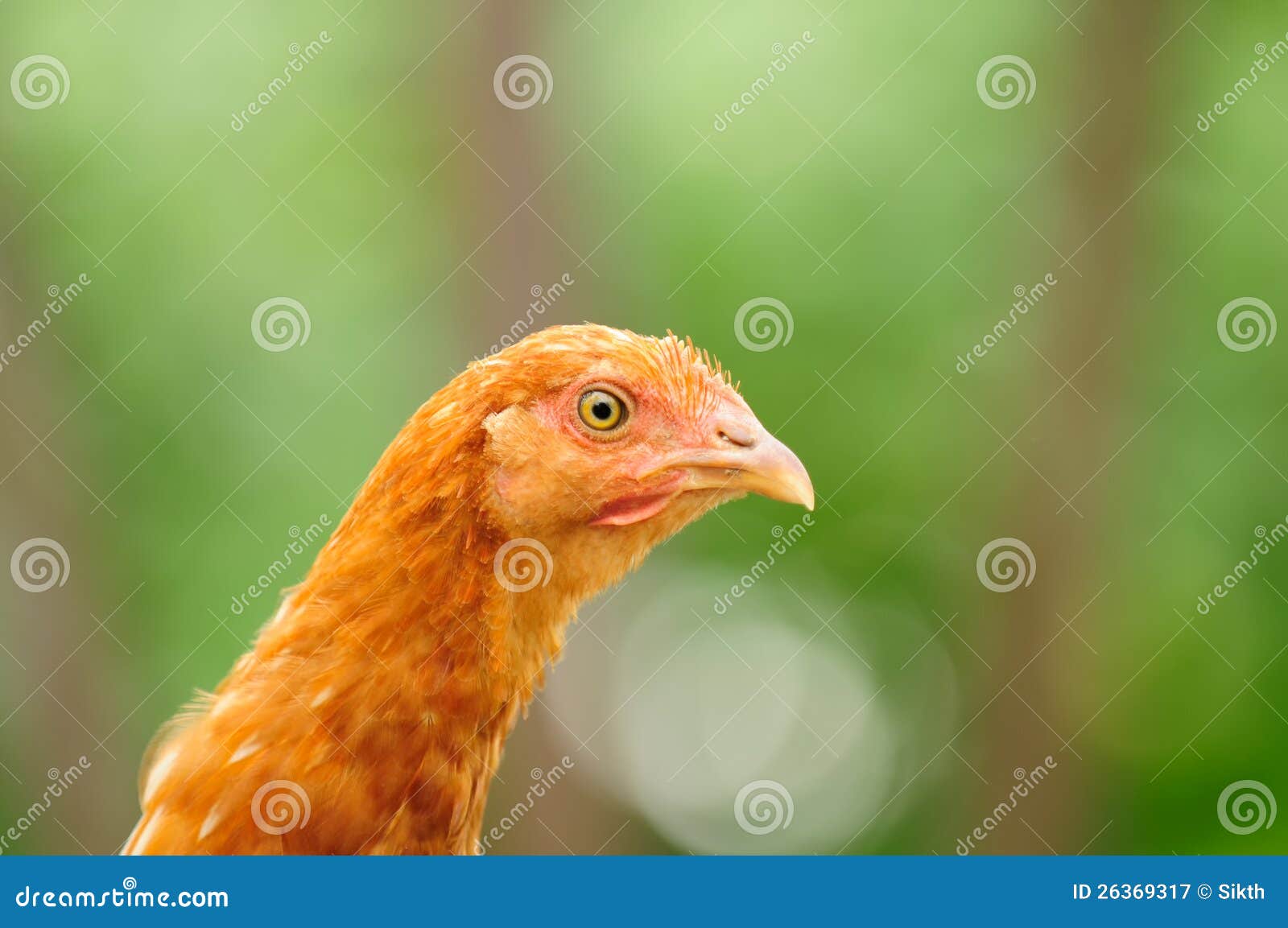 Red Chicken stock image. Image of husbandry, country - 26369317