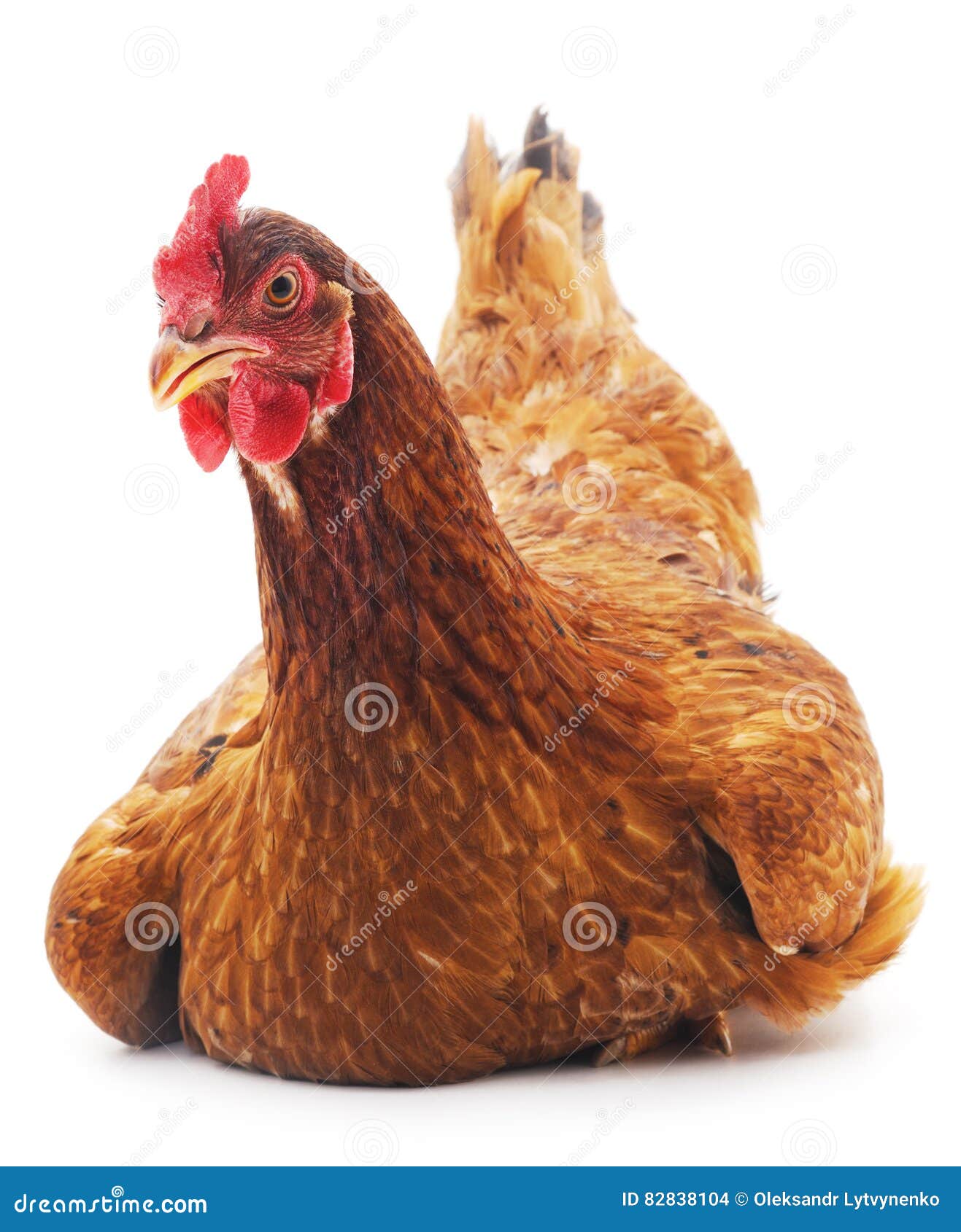 Red chicken. stock photo. Image of chicken, studio, holiday - 82838104