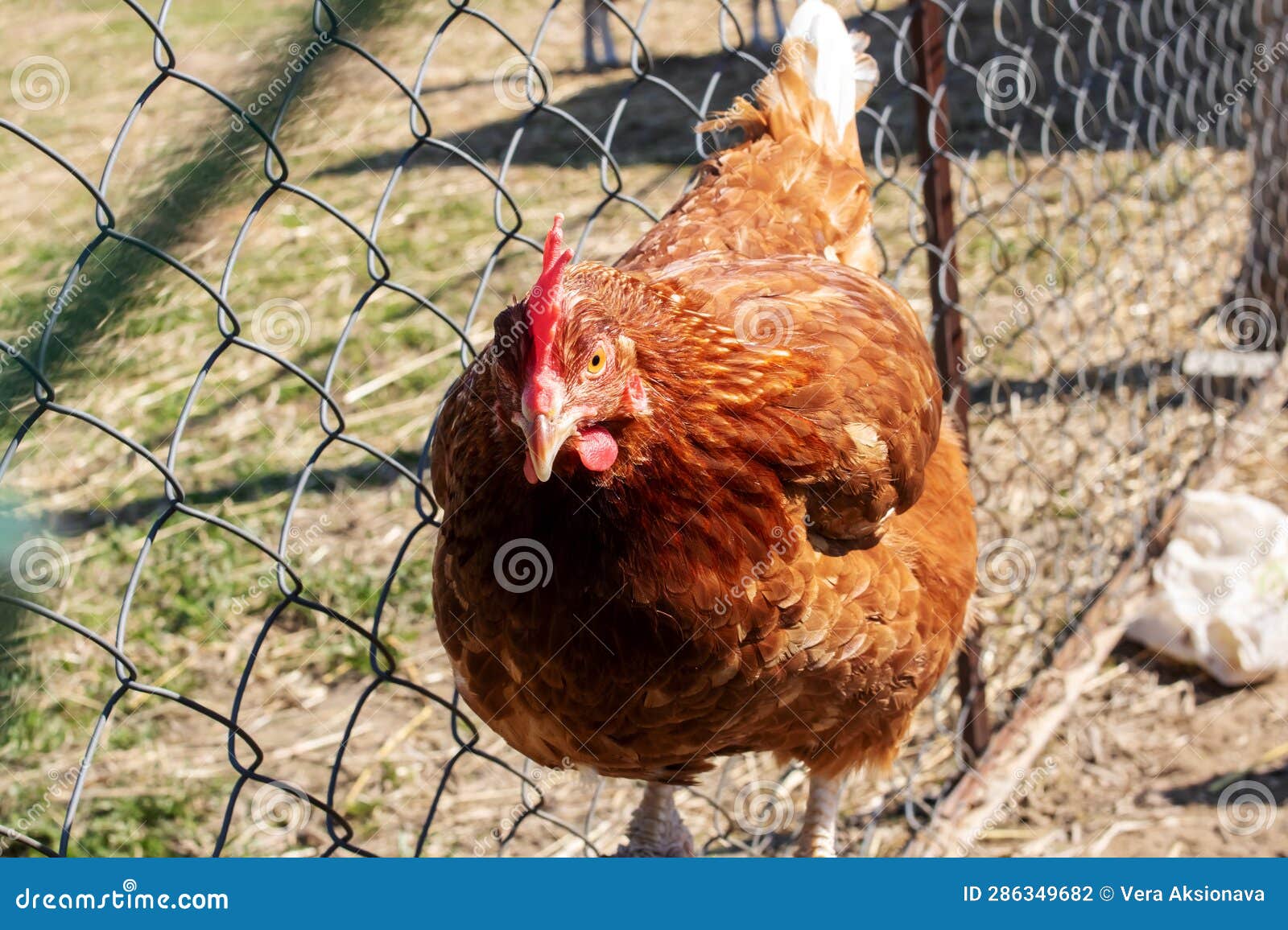 Red Chicken in the Chicken Coop Closeup Stock Photo - Image of bird ...