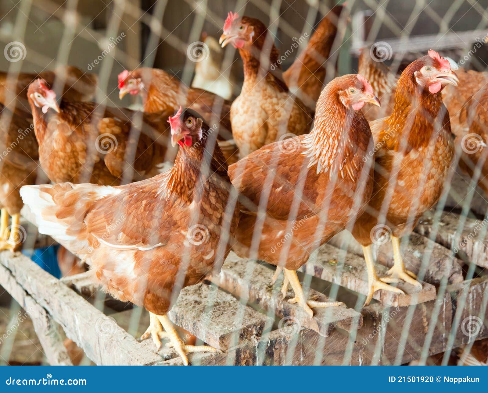 Red Chicken in Country Side Farm Stock Photo - Image of animal, farming ...
