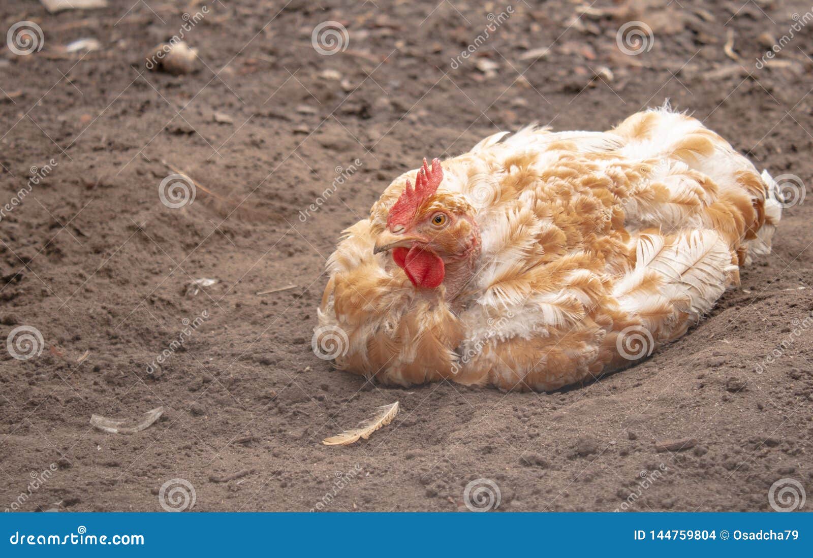 Red Chicken Digging in the Ground, Looking for Food, Resting, Lying ...