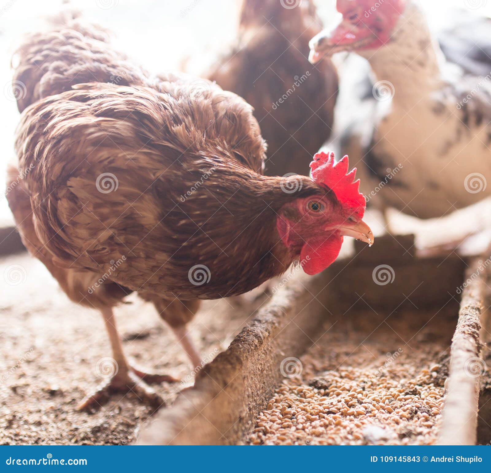 Red Chicken on a Farm in Nature Stock Image - Image of frame, common ...