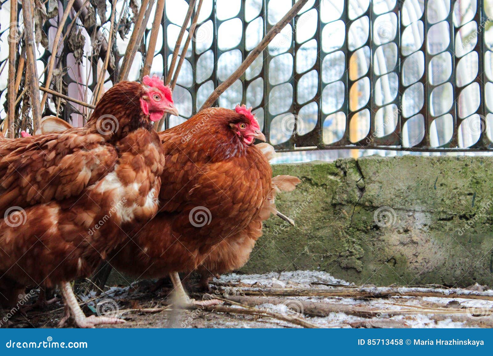 Red chicken farm stock photo. Image of organic, farm - 85713458