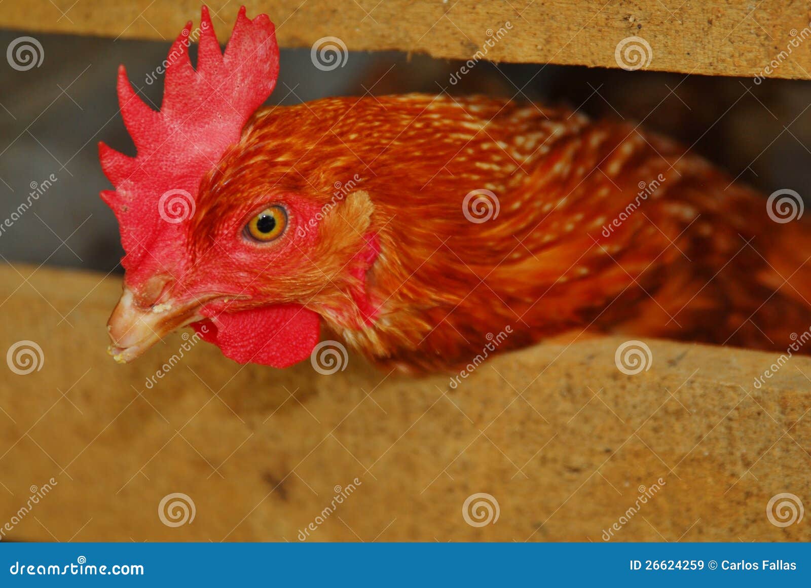 Red chicken head stock image. Image of chicken, rooster - 26624259