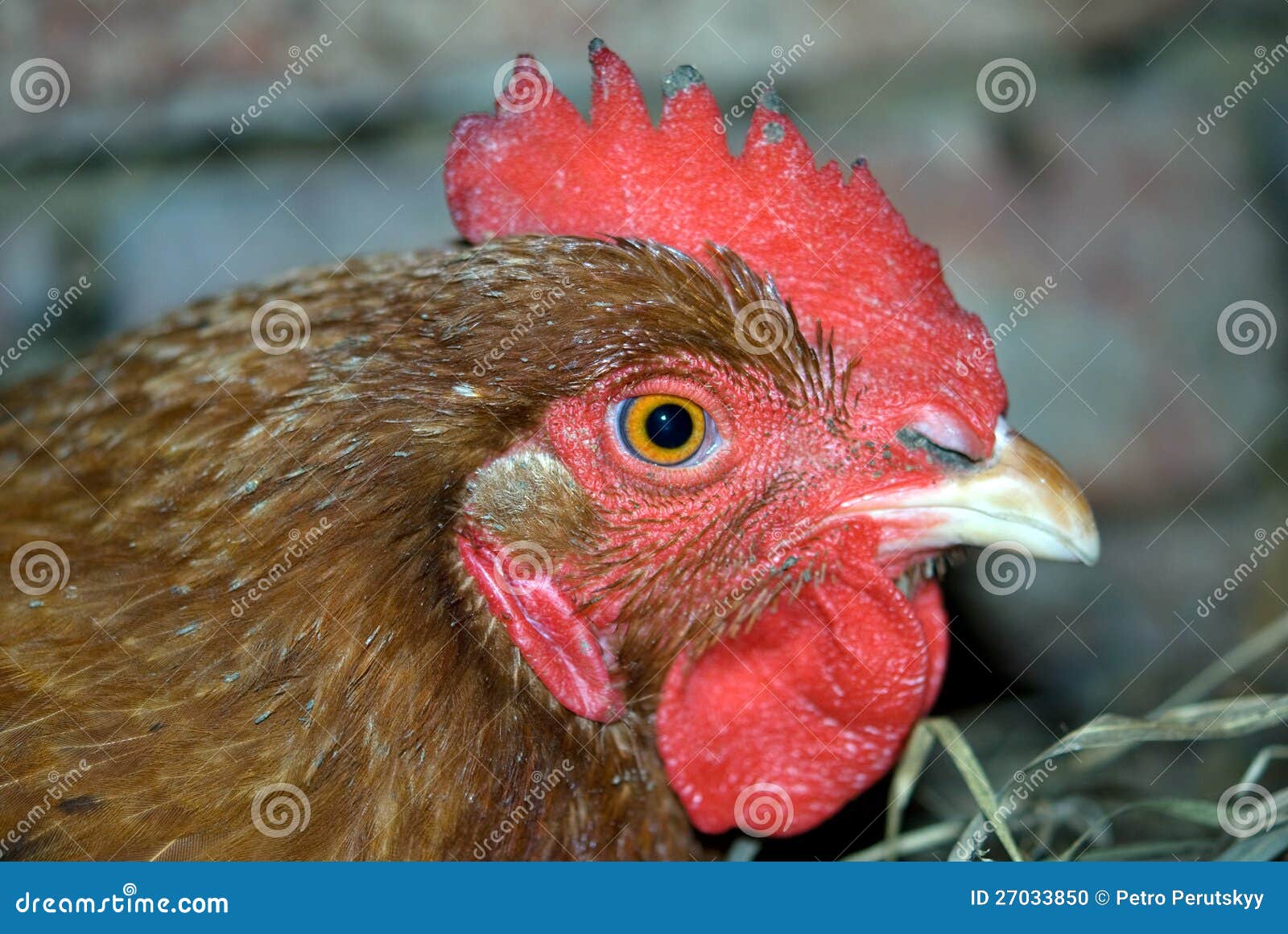 Red chicken head stock photo. Image of fowl, domestic - 27033850