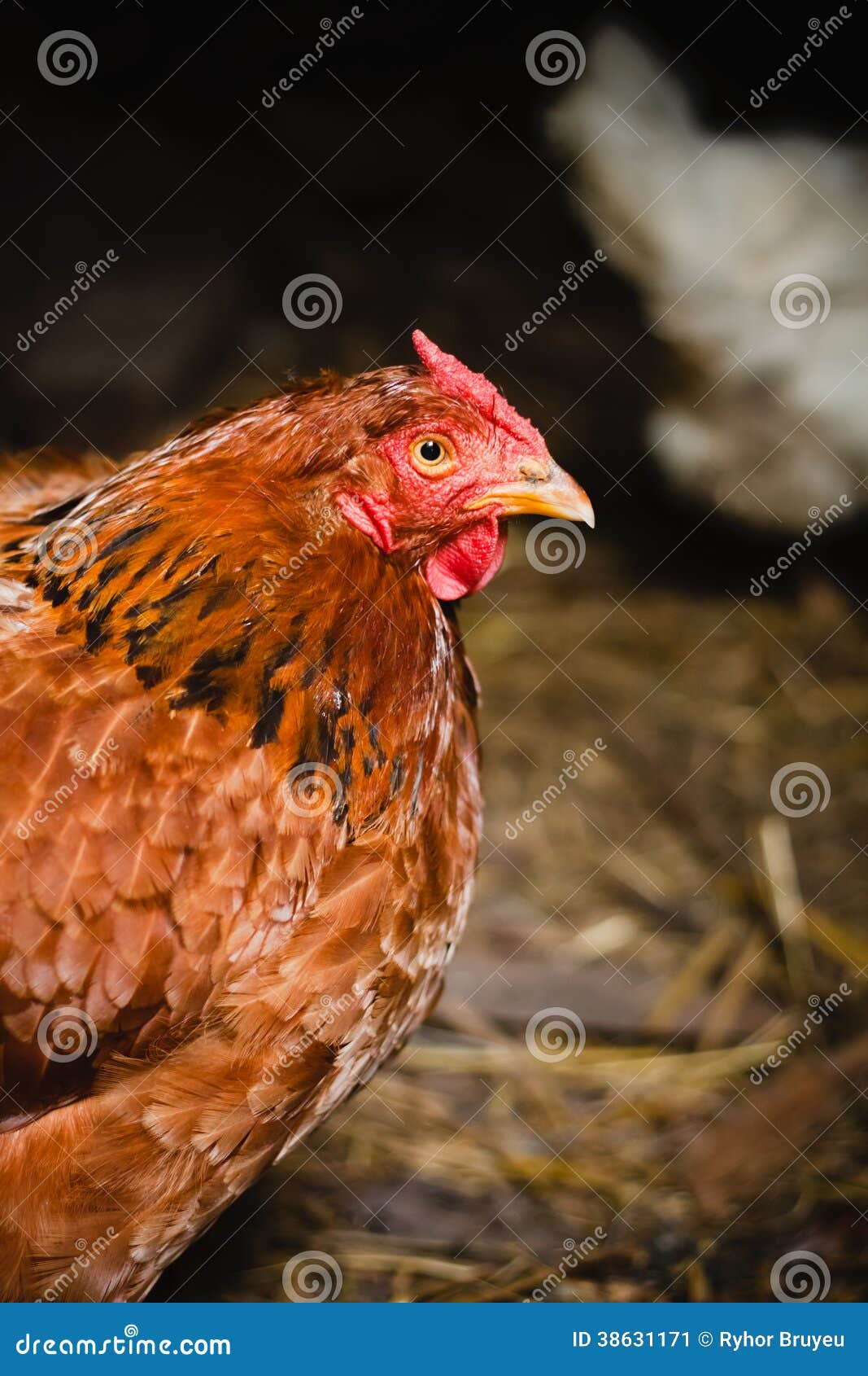 Red Chicken Looking Out of the Barn Stock Image - Image of food, breed ...