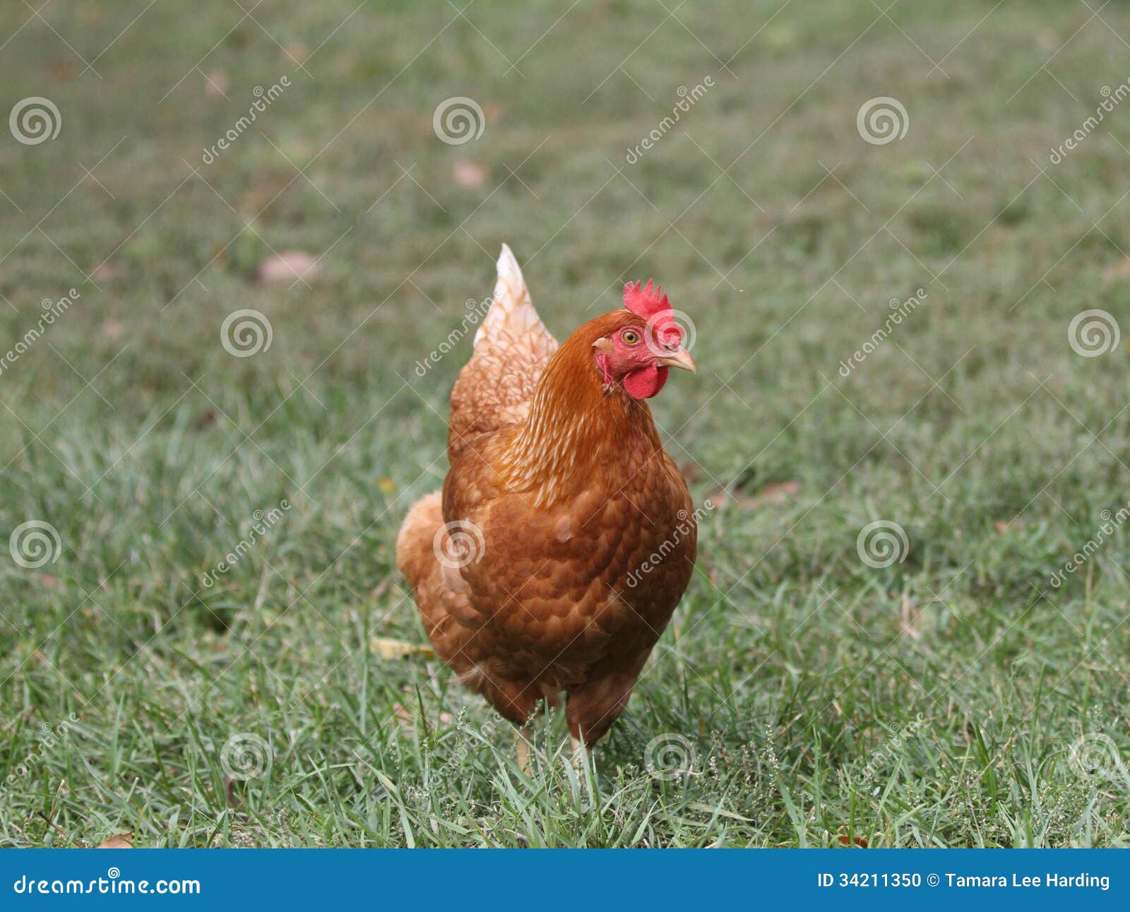 Red Chicken Looking To the Side Stock Photo - Image of feathers, beak ...