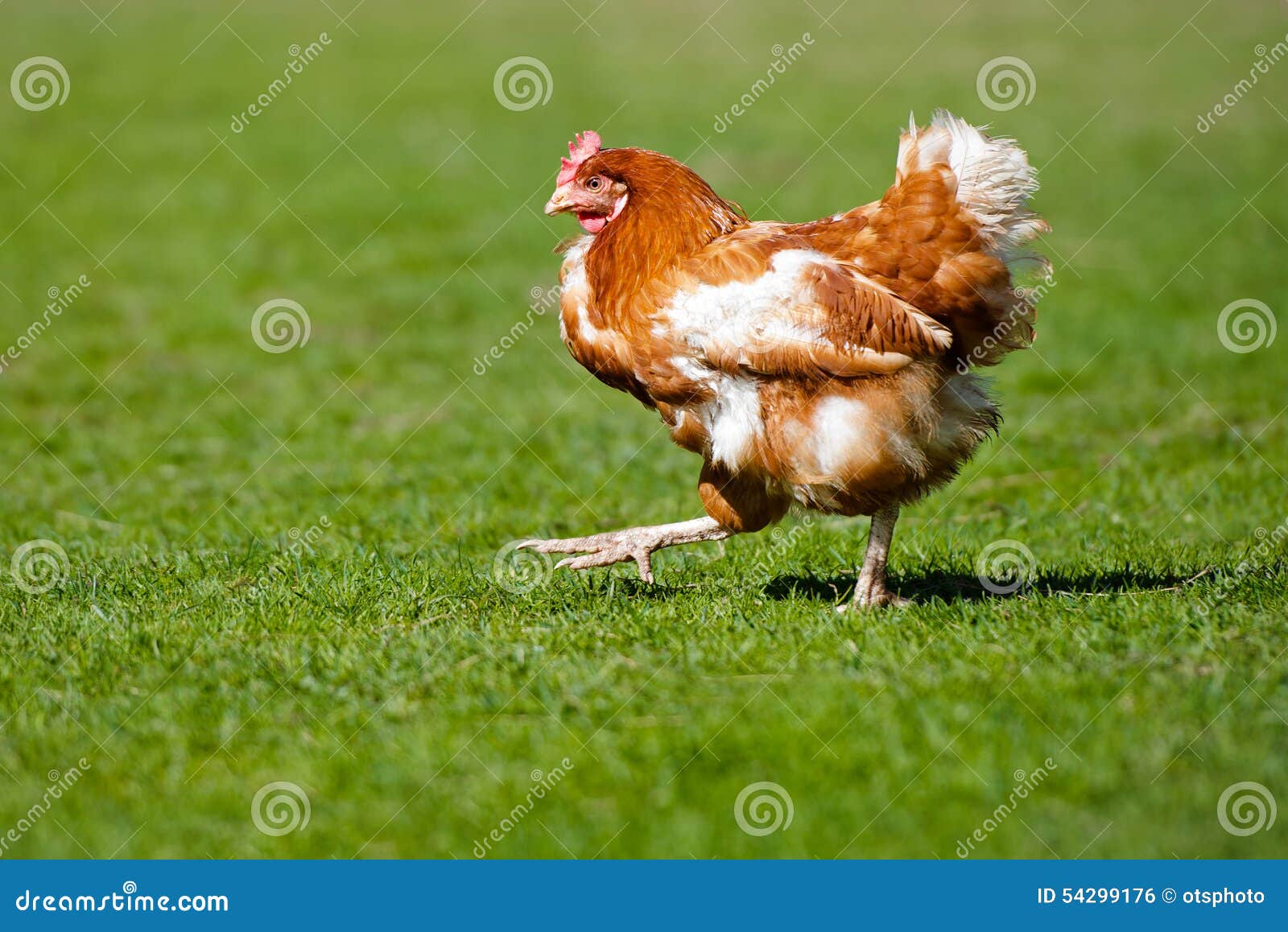 Red chicken outdoors stock photo. Image of outdoors, bird - 54299176
