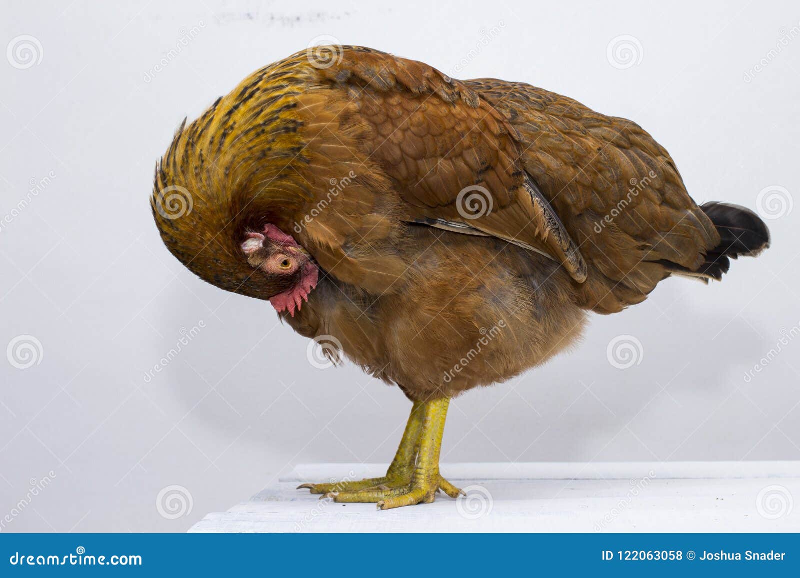 Red Chicken Preening Cleaning Herself while Standing on a Weathered ...