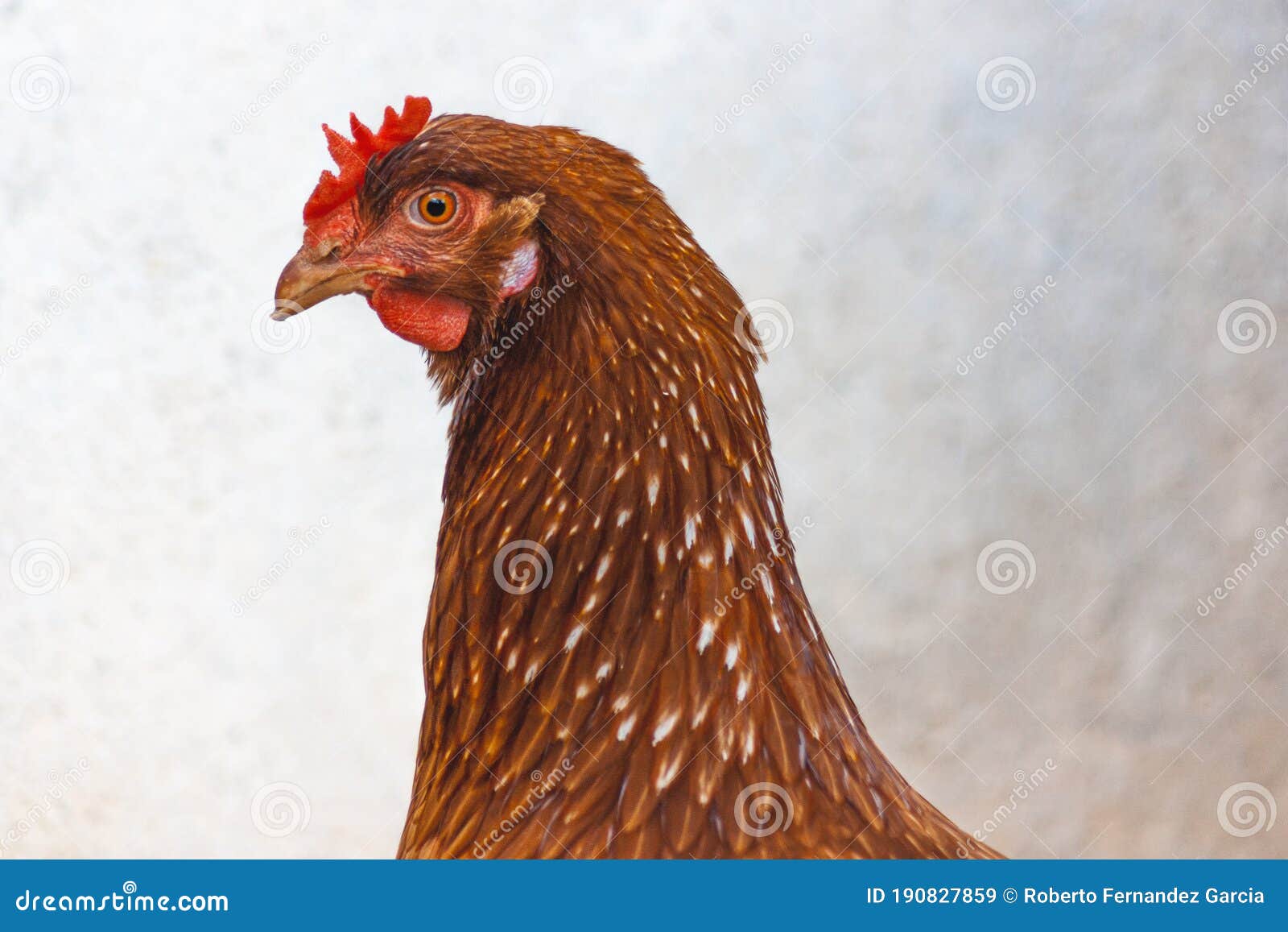 Chicken Profile With Black Feathers And Bright Read Comb With Green ...