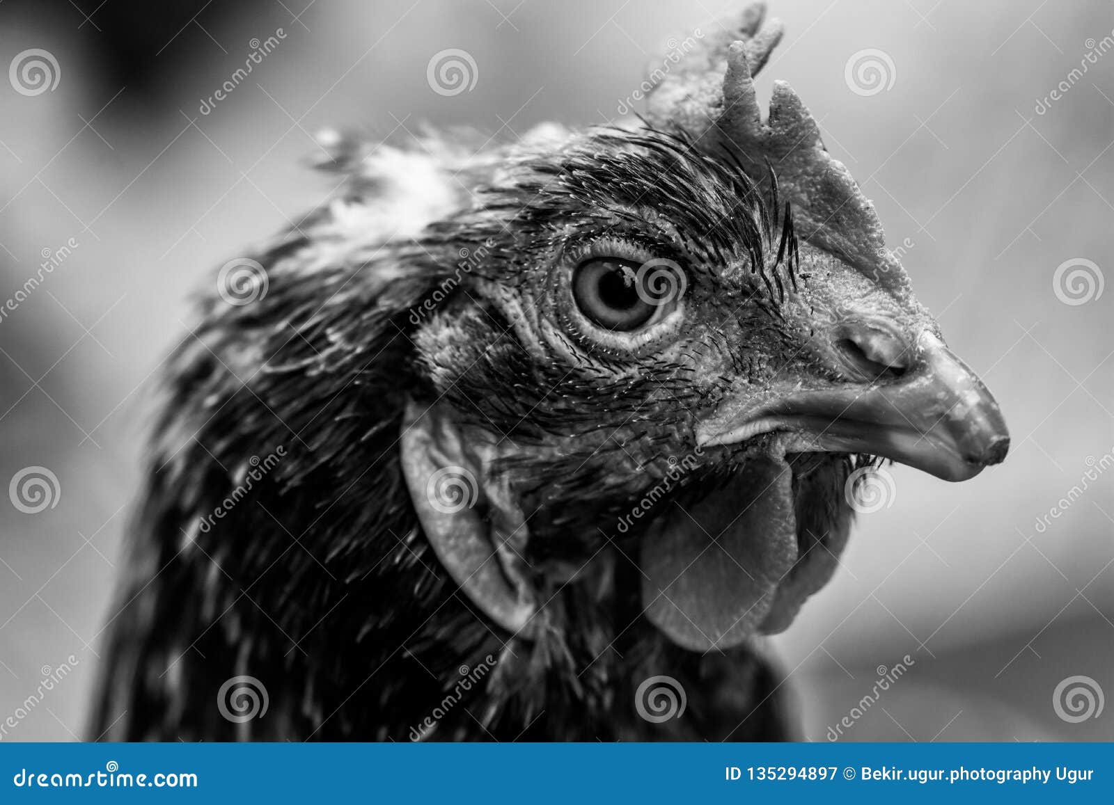 Red Chicken in Profile. Black-and-White Stock Image - Image of hybrid ...
