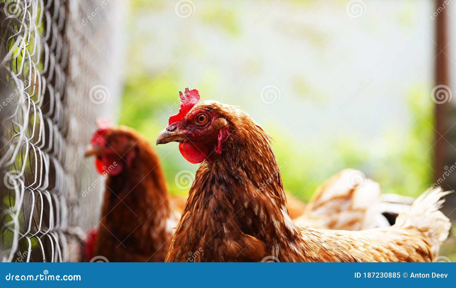 Red Chicken Walking in Paddock. Chickens Looking for Grains while ...