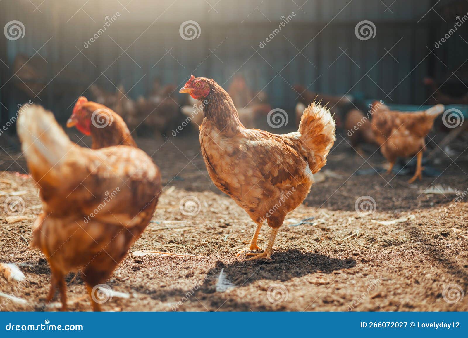 Red Chicken Walking in Paddock at Farm Stock Image - Image of sunlight ...