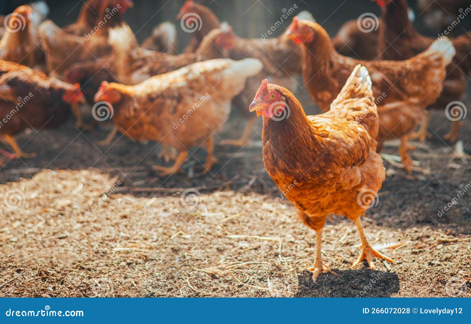 Red Chicken Walking in Paddock at Farm Stock Photo - Image of business ...