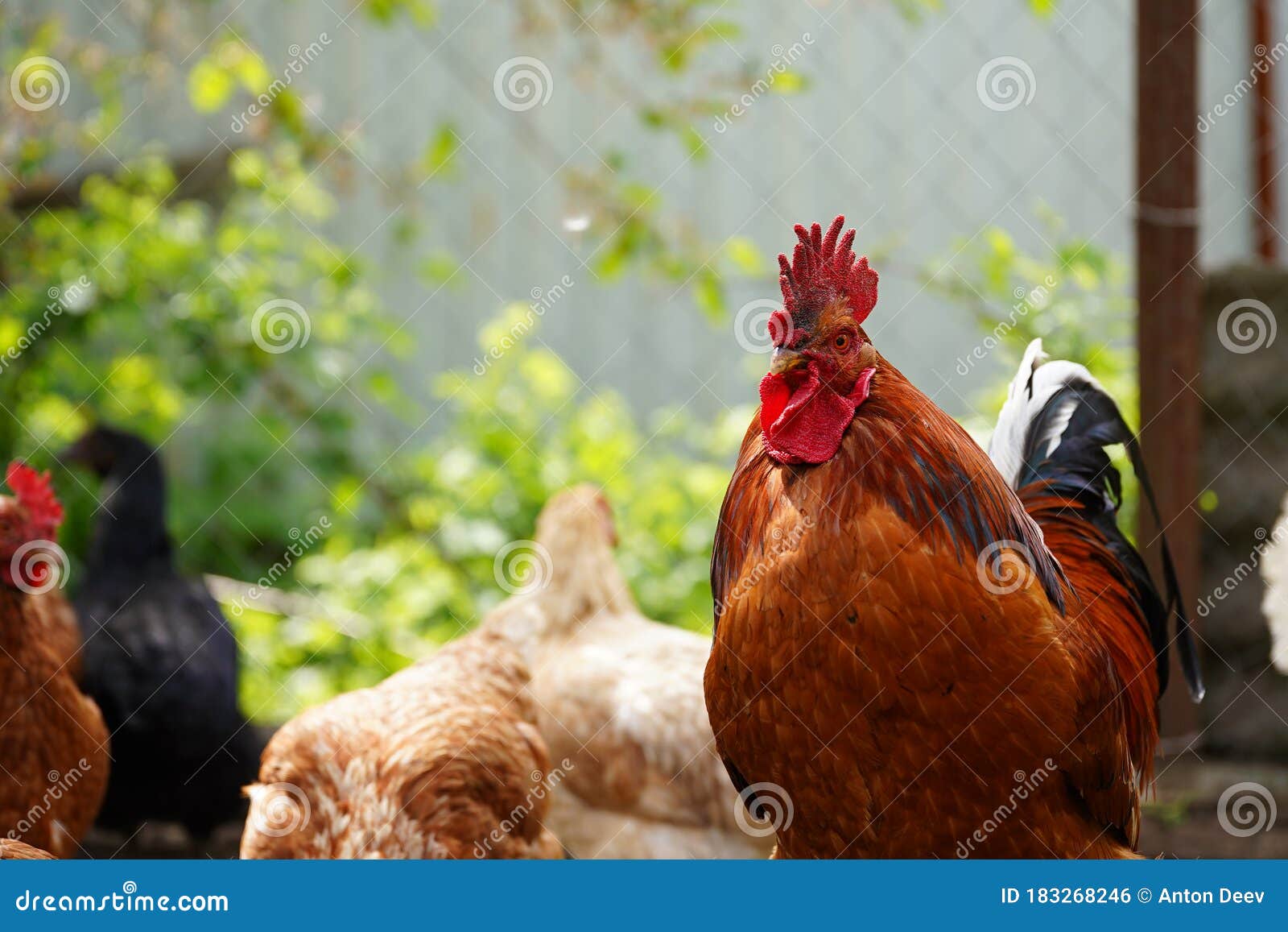 Red Chicken Walking in Paddock. Ordinary Red Rooster and Chickens ...