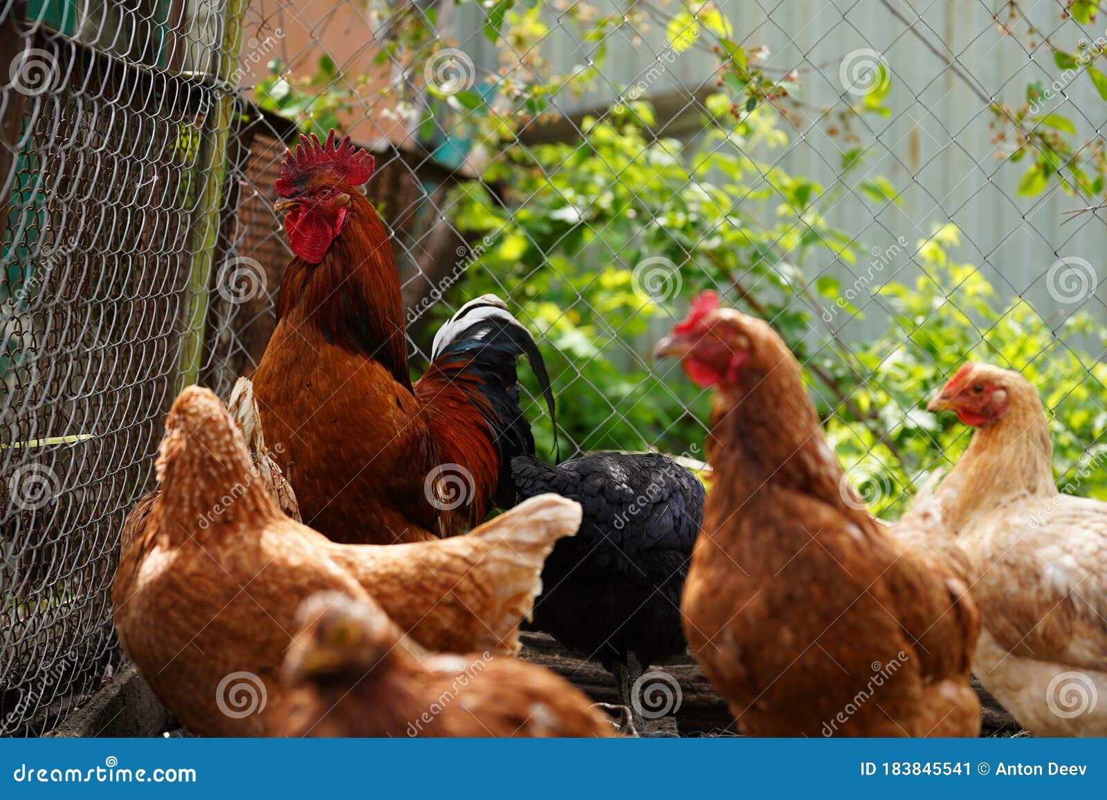 Red Chicken Walking in Paddock. Ordinary Red Rooster and Chickens ...