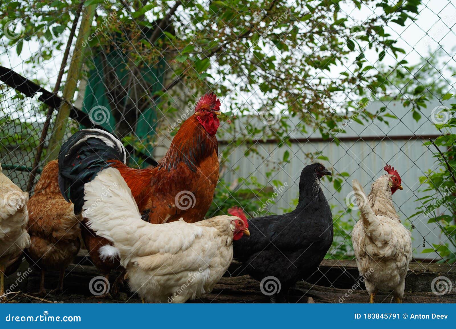 Red Chicken Walking in Paddock. Ordinary Red Rooster and Chickens ...