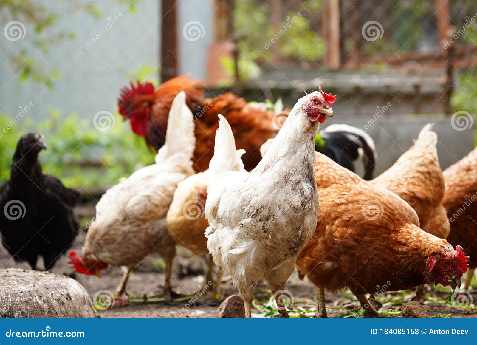 Red Chicken Walking in Paddock. Ordinary Red Rooster and Chickens ...