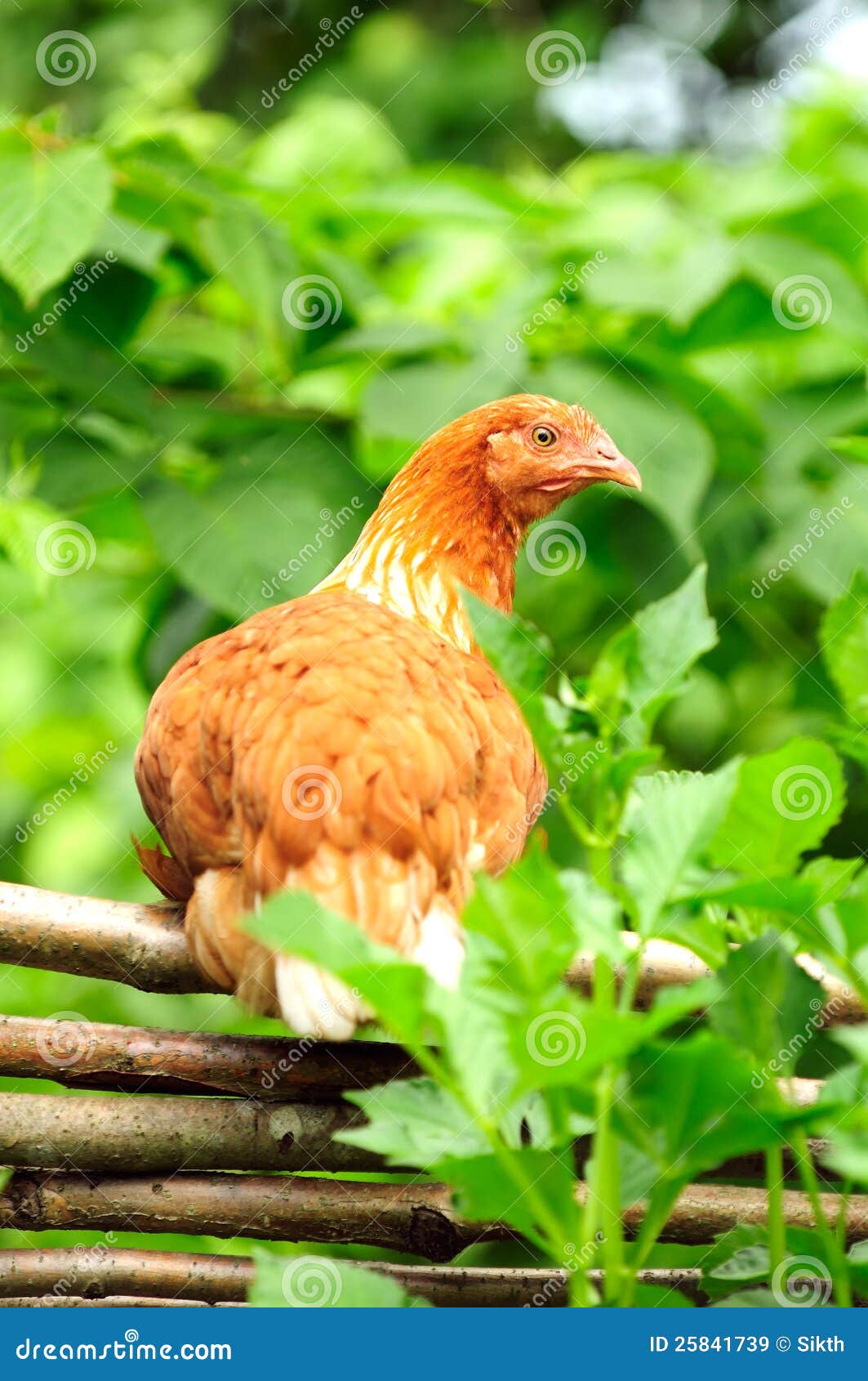 Red Chicken on Wicker Fence Stock Image - Image of farm, livestock ...