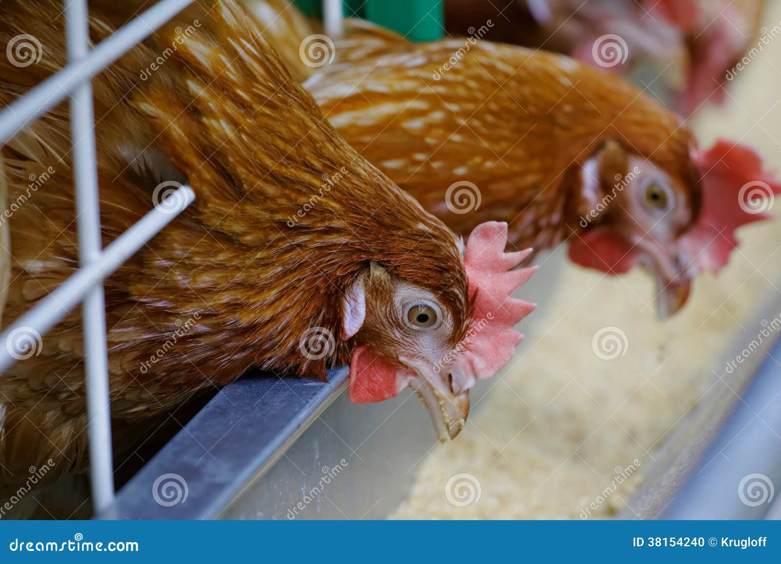 Red chickens stock photo. Image of meat, group, agriculture - 38154240