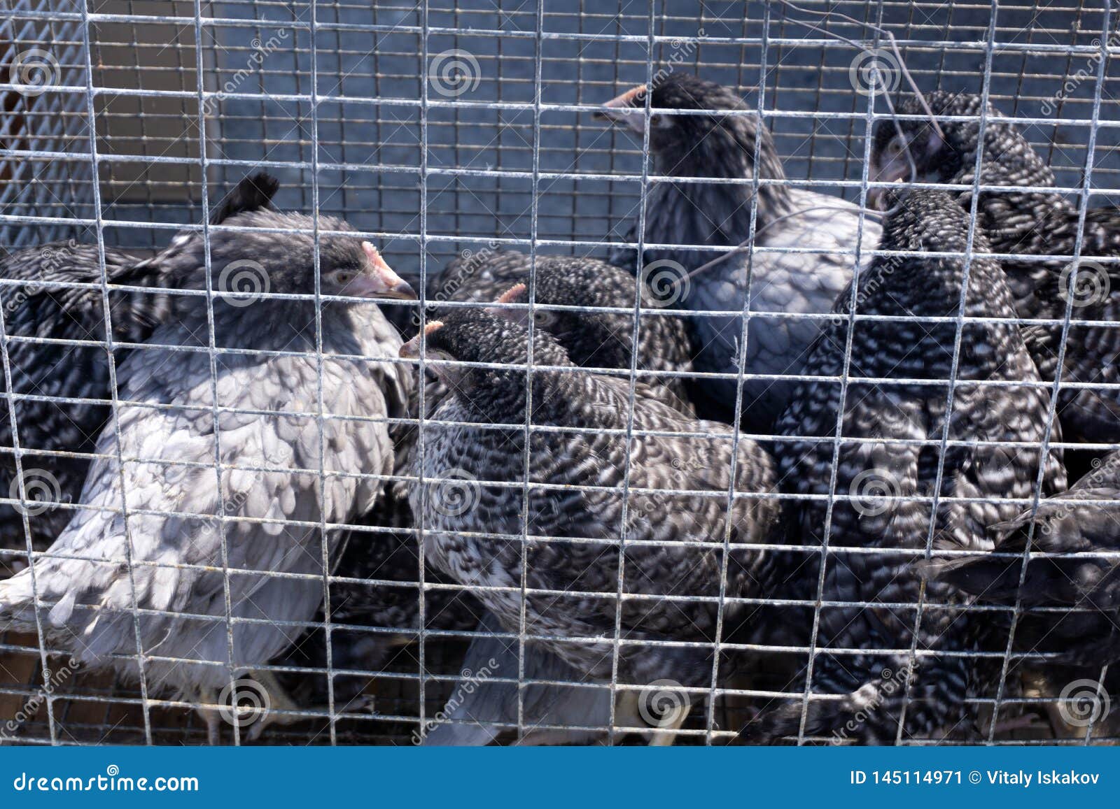 Red Chickens Brought To a Cage Sale, Selective Focus Stock Image ...