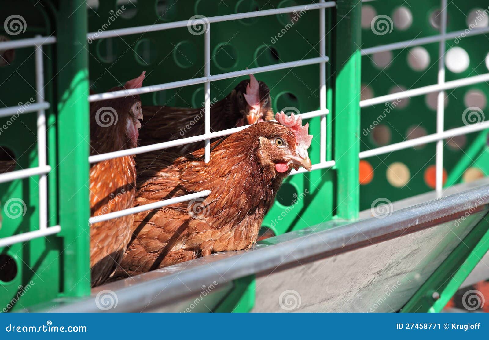 Red chickens in cage stock image. Image of feeding, farm - 27458771