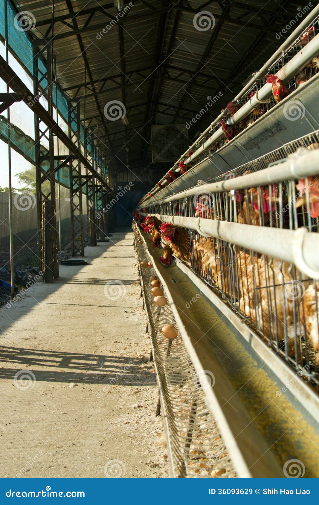Red chickens stock image. Image of chicken, nature, bill - 36093629