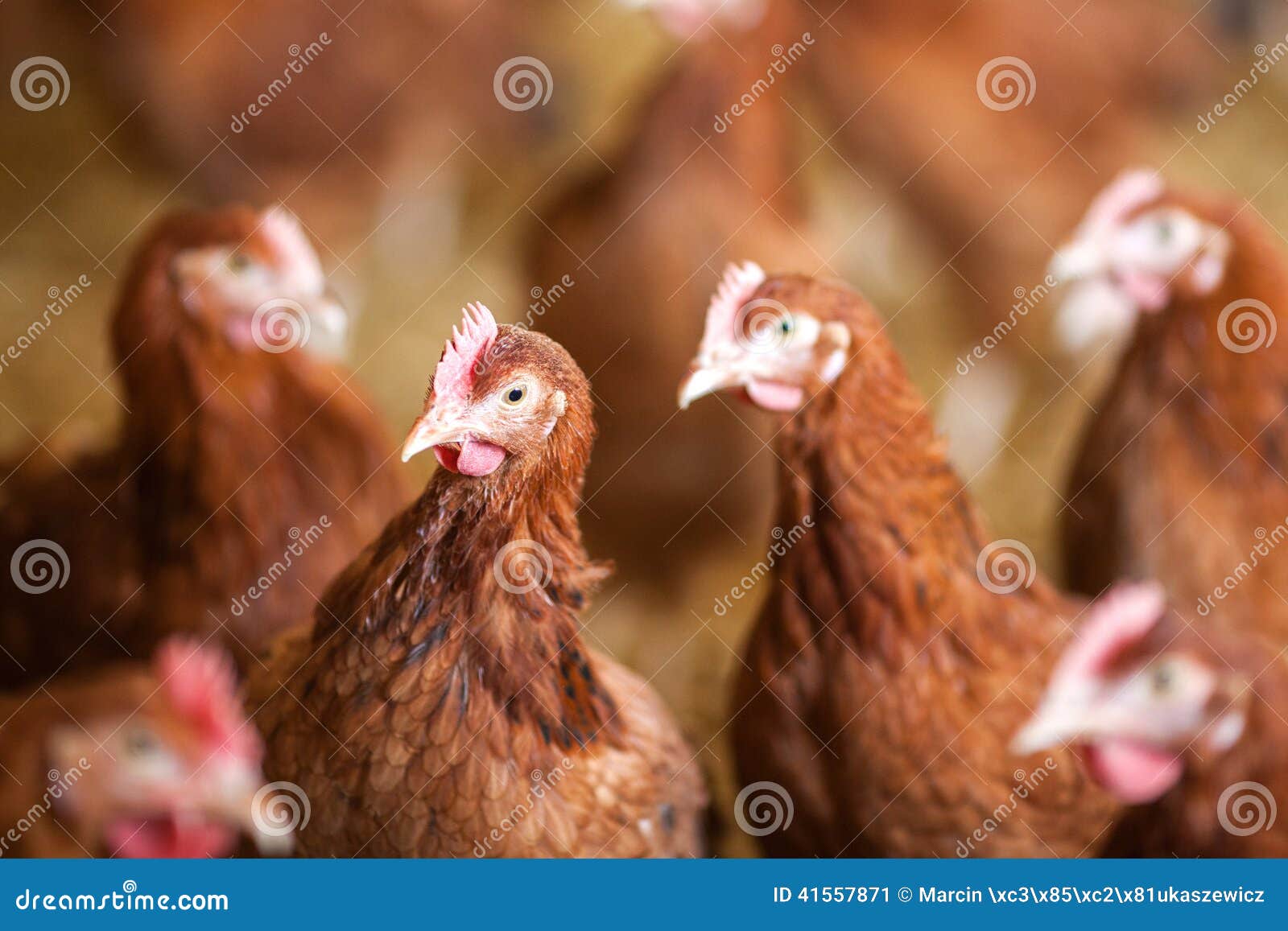 Red Chickens on Free Range Farm Stock Image - Image of rossa, farm ...